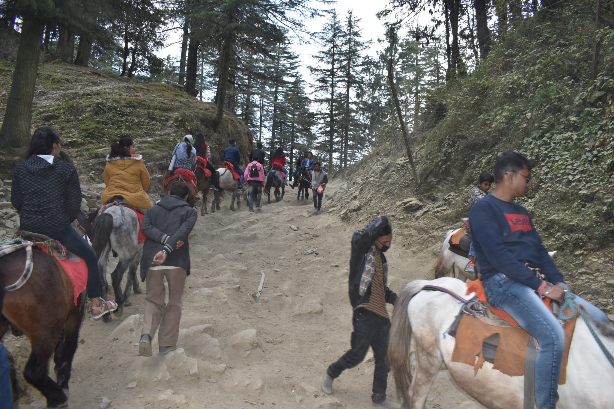 Guide to Shimla, Kufri Hill Station- Adventure of a Lifetime